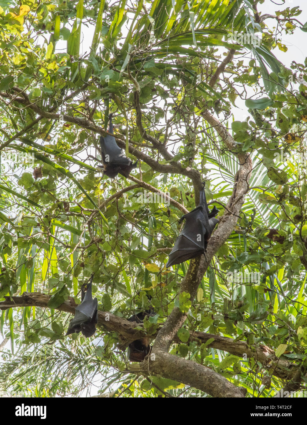 Bats in a tropical tree in the monsoon forest at Litchfield National ...
