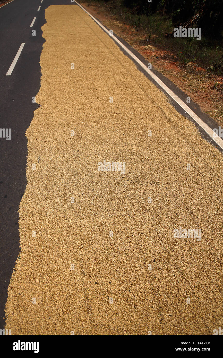 rice drying on the road near sigiriya rock in the cultural triangle ...