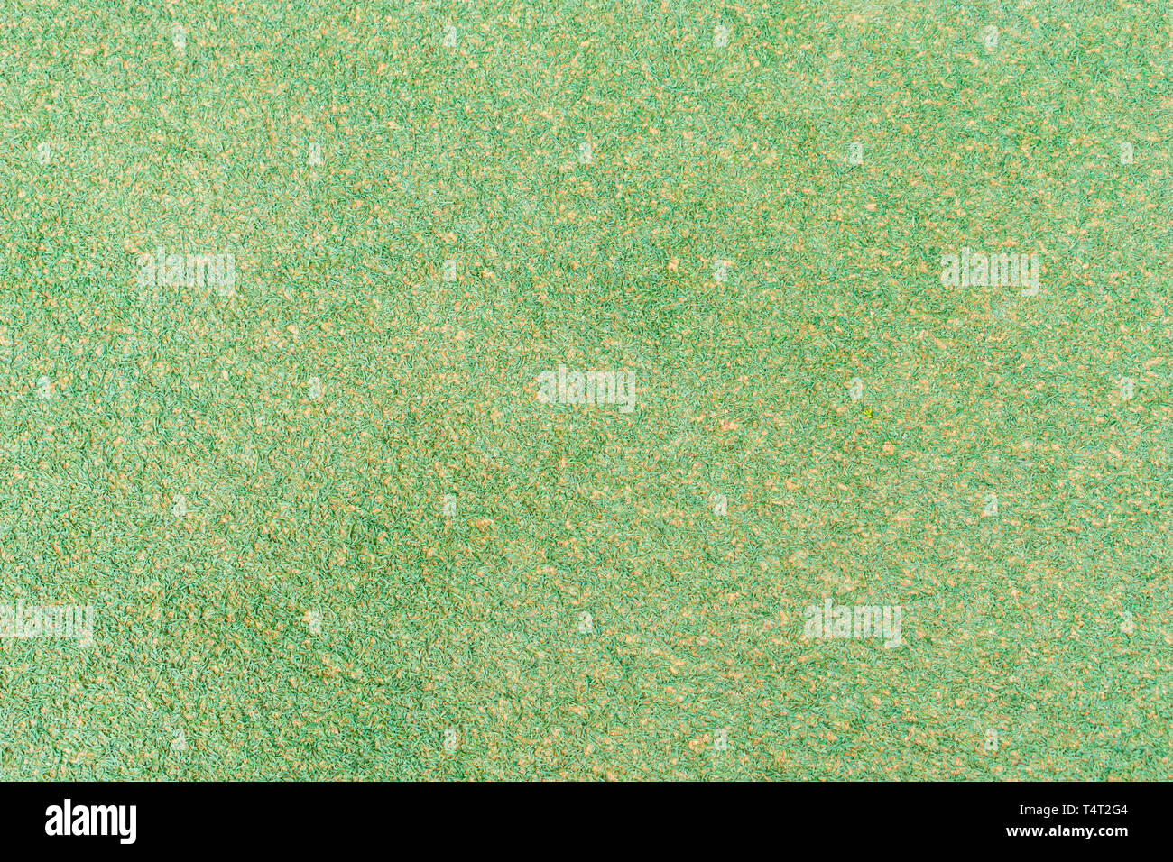Dry Green grass floor surface for texture backdrop Stock Photo - Alamy