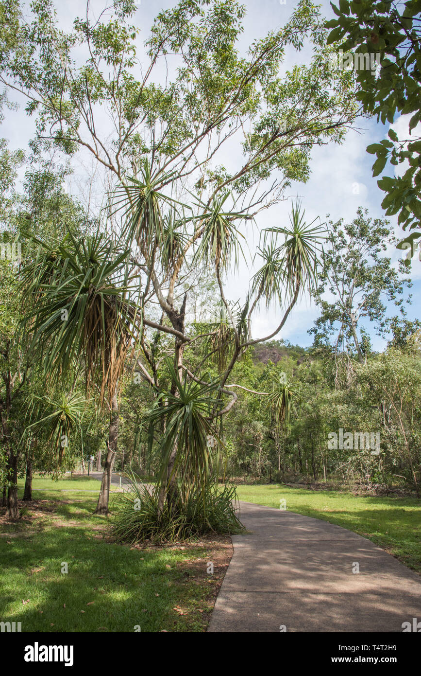 Native bushland at Litchfield National Park in the Northern Territory ...