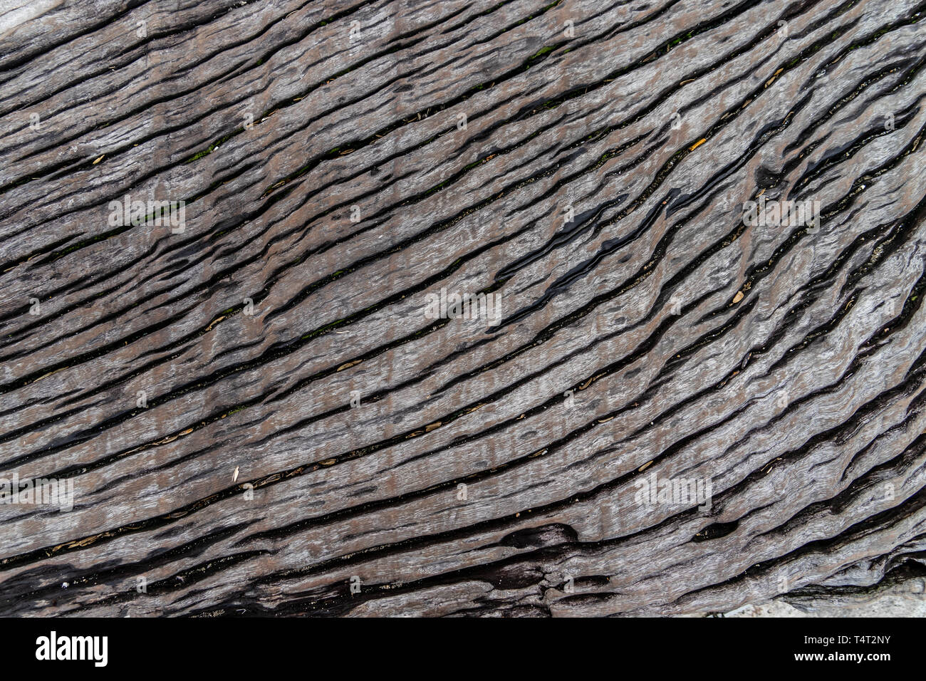 Tree bark wooden texture and pattern for background Stock Photo - Alamy