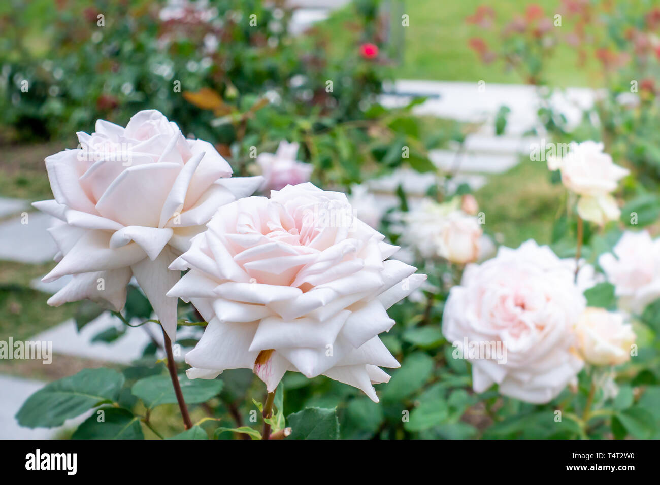 Pink White Rose flower side view in green garden Stock Photo - Alamy