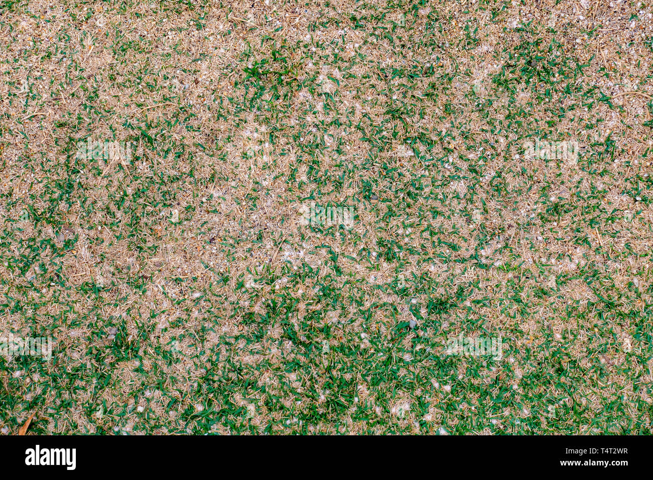 Dry Green grass floor surface for texture backdrop Stock Photo - Alamy