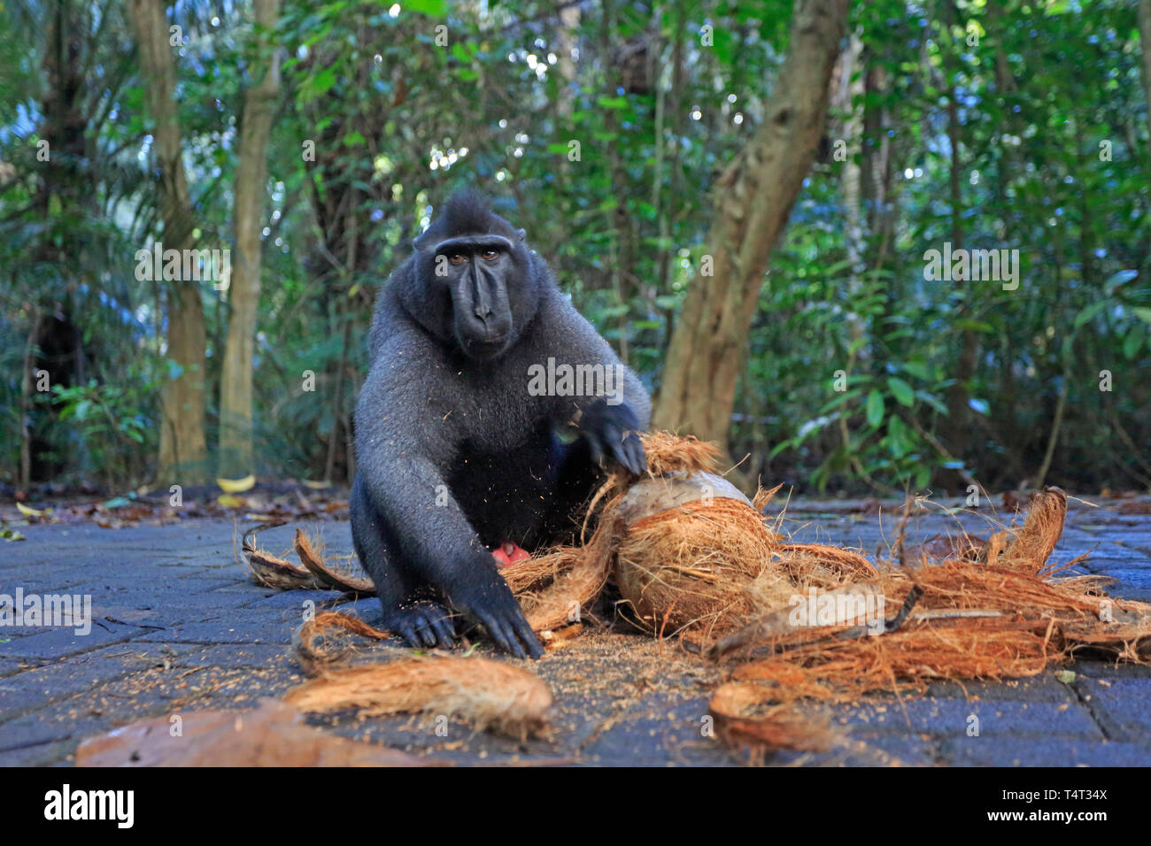 Crested Black Macaque in opening a coconut Sulawesi Indonesia Stock ...