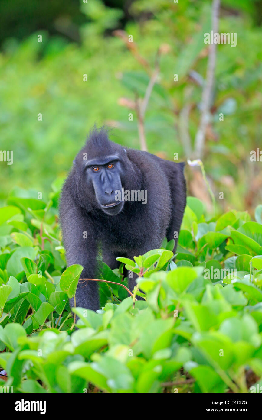 Crested black macaque hi-res stock photography and images - Alamy