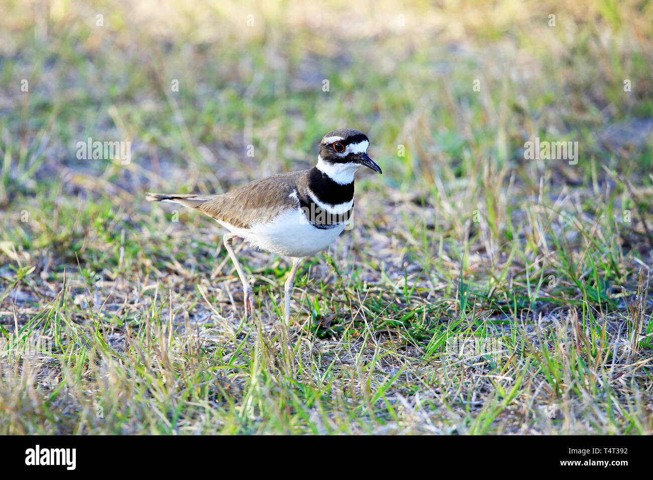 A killdeer bird Stock Photo - Alamy