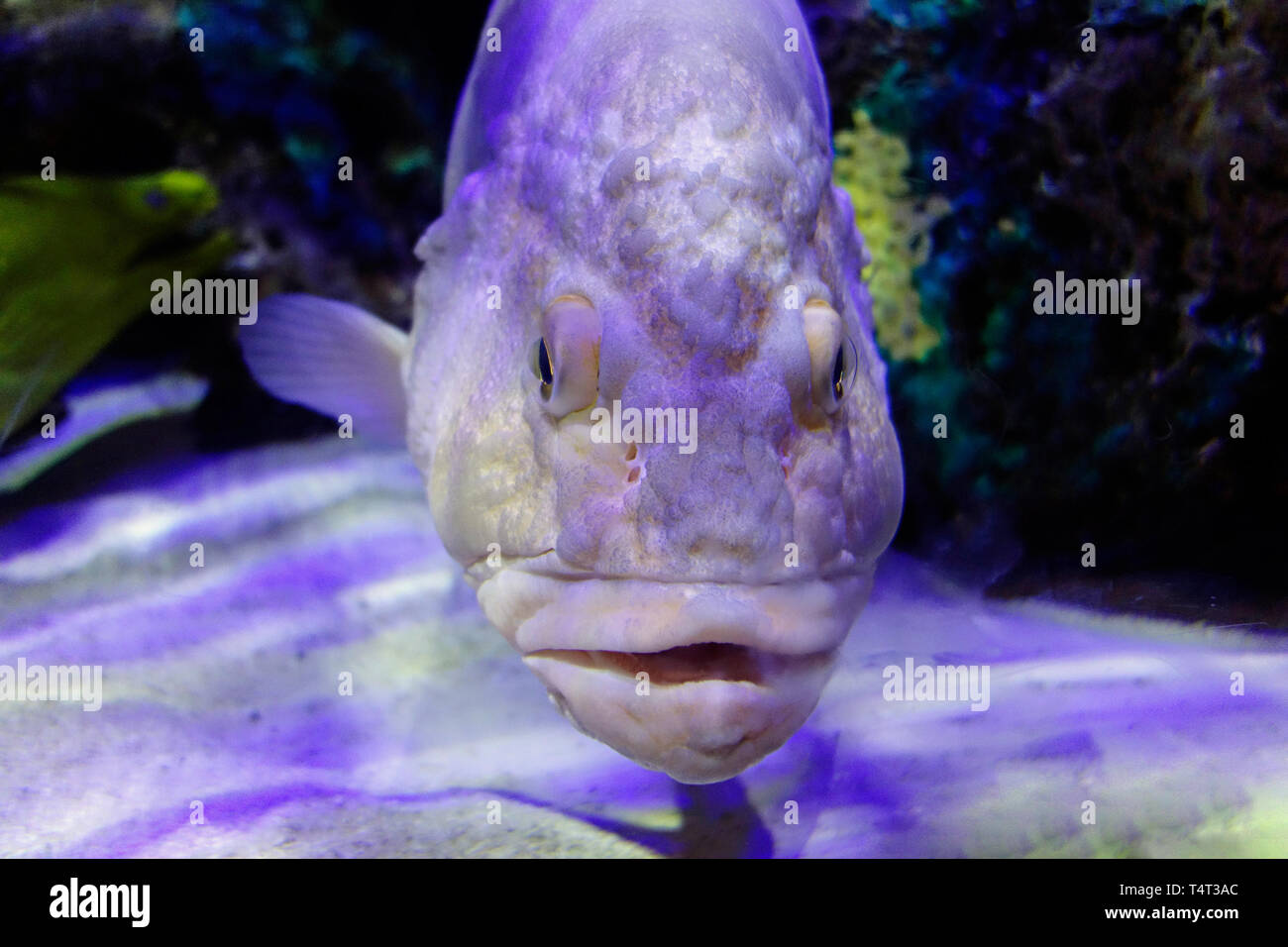 Grouper fish mexico hi-res stock photography and images - Alamy