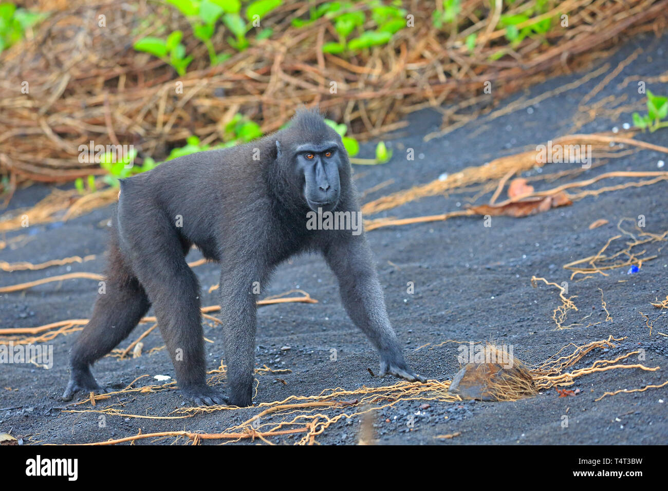 Crested Black Macaque walking on a black beach in Sulawesi Indonesia ...