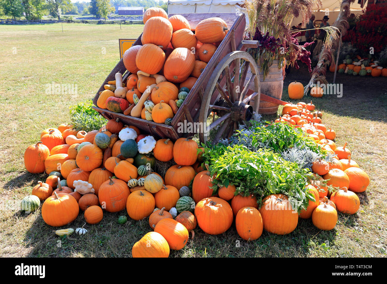 Autumn pumpkin scene Stock Photo - Alamy