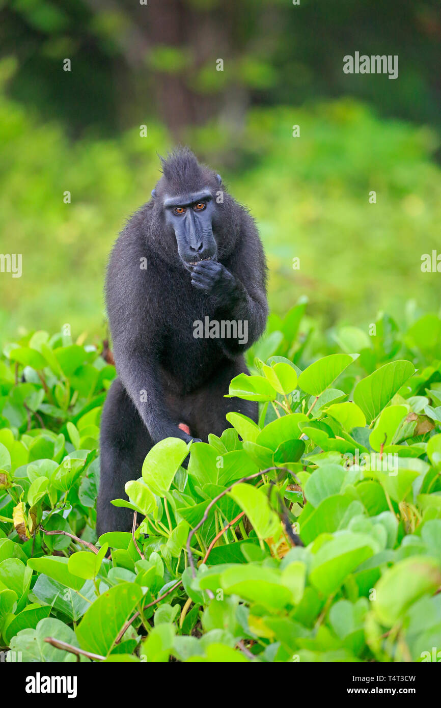 Crested Black Macaque in Sulawesi Indonesia Stock Photo - Alamy
