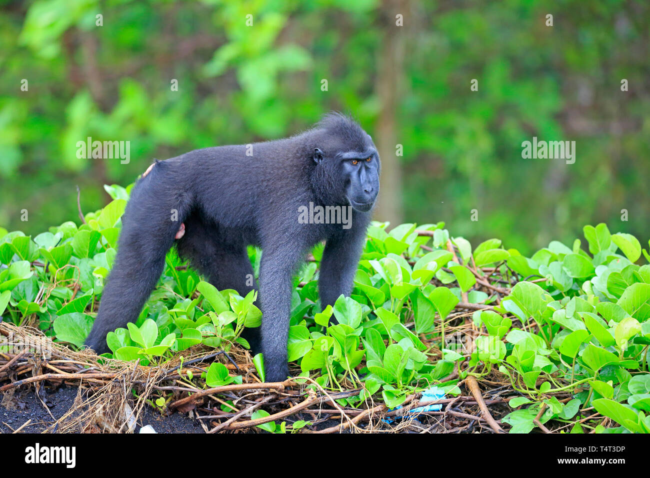 Crested Black Macaque in Sulawesi Indonesia Stock Photo - Alamy
