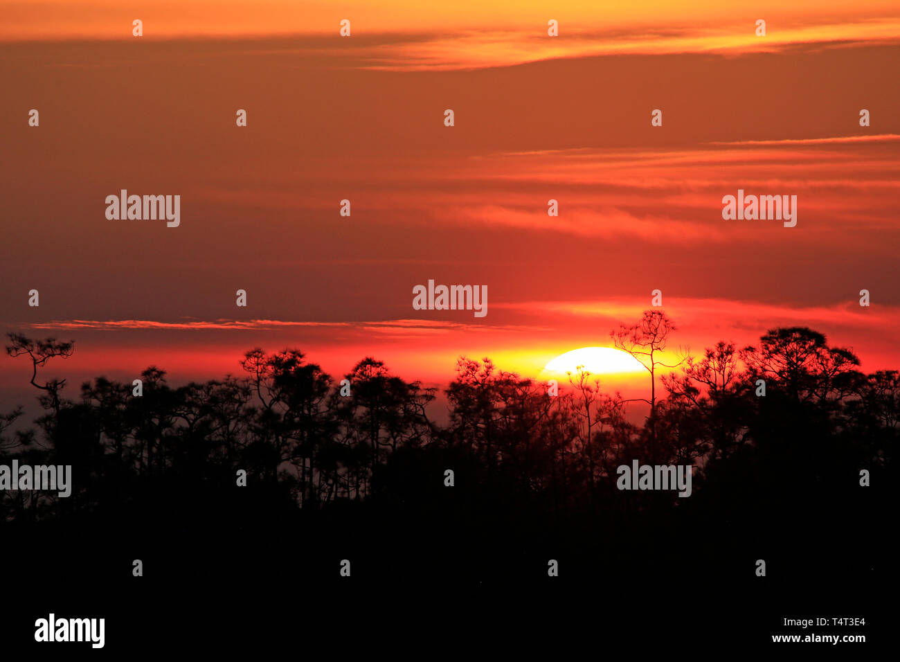 A sunset over pine flatwoods forest in Florida, USA Stock Photo - Alamy