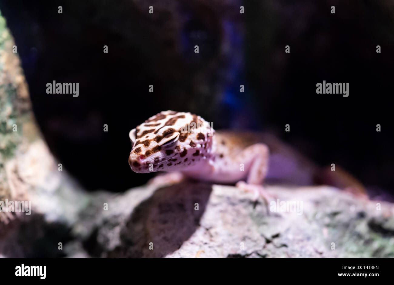 Cave gecko hi-res stock photography and images - Alamy