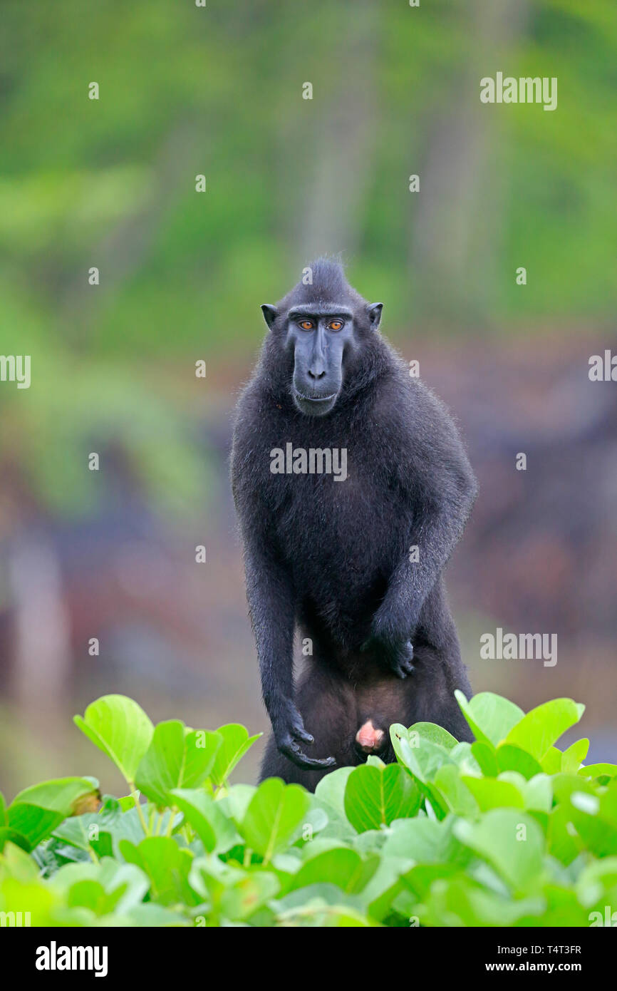 Crested Black Macaque in Sulawesi Indonesia Stock Photo - Alamy