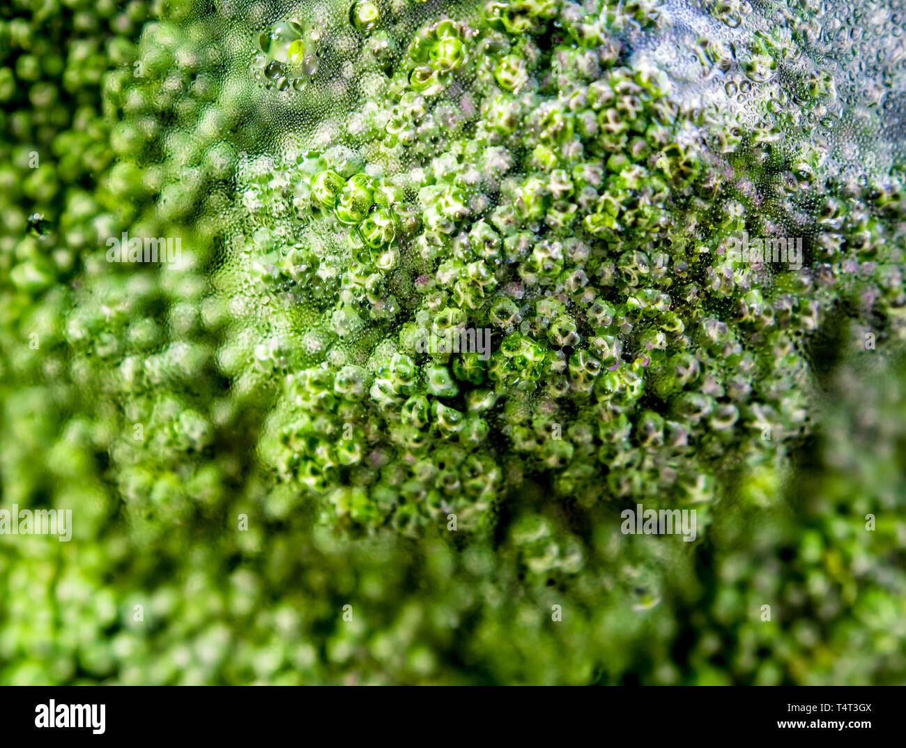 Fresh protected for Broccoli vegetable by plastic film wrap, vegetable ...