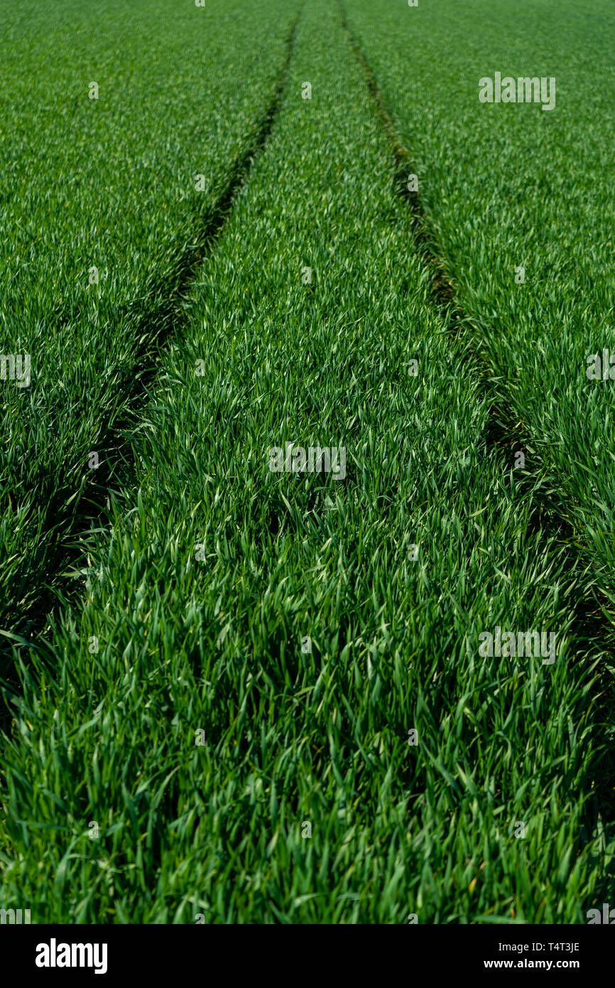 Perennial gras hi-res stock photography and images - Alamy