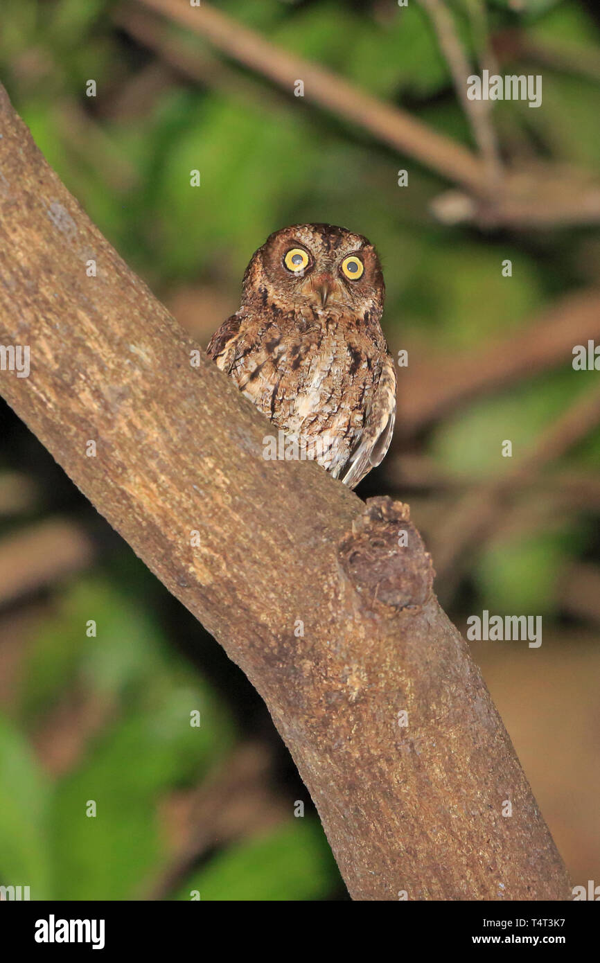 Indonesia scops owl hi-res stock photography and images - Alamy