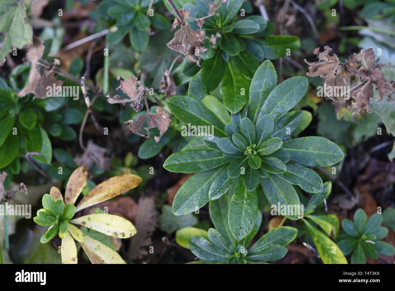 Mrs Robb's Bonnet or Wood Spurge - Euphorbia amygdaloides ssp. robbiae ...