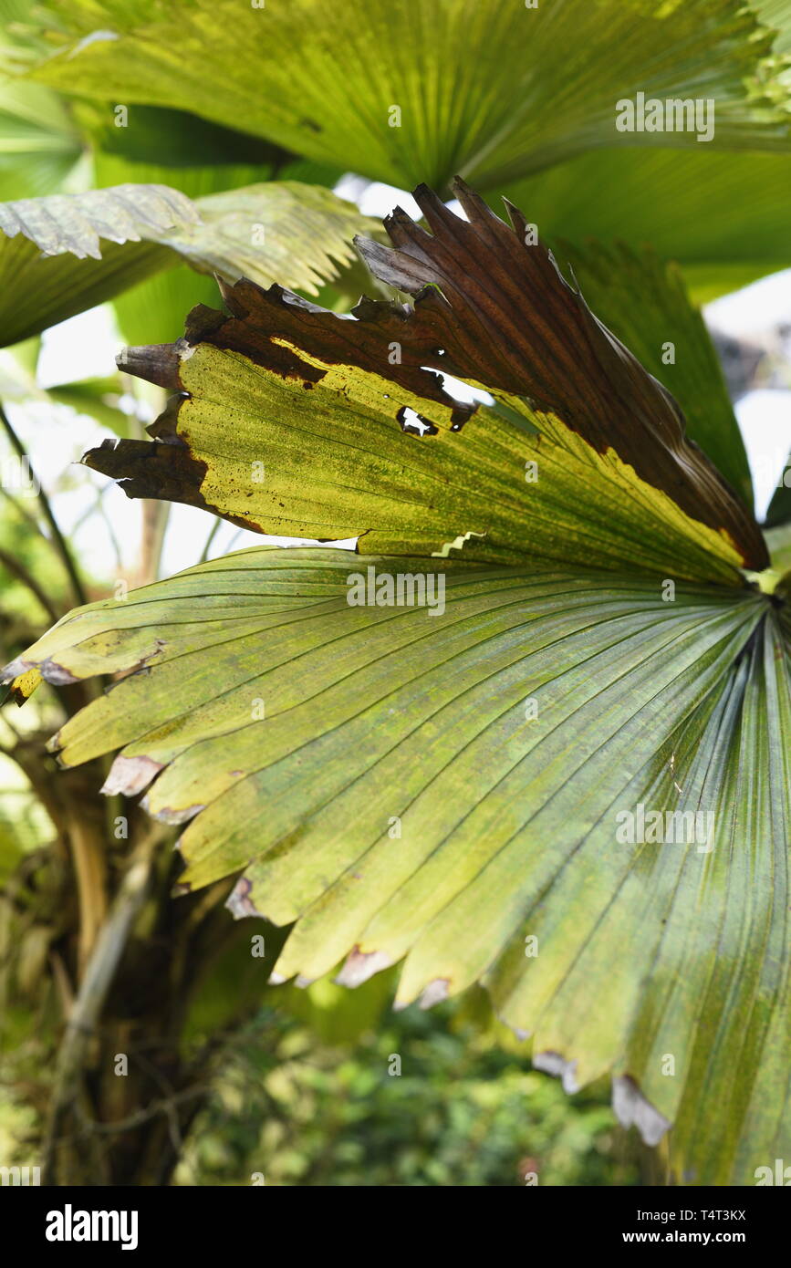 Licuala grandis, the Ruffled Fan Palm, Vanuatu Fan Palm or Palas Palm ...