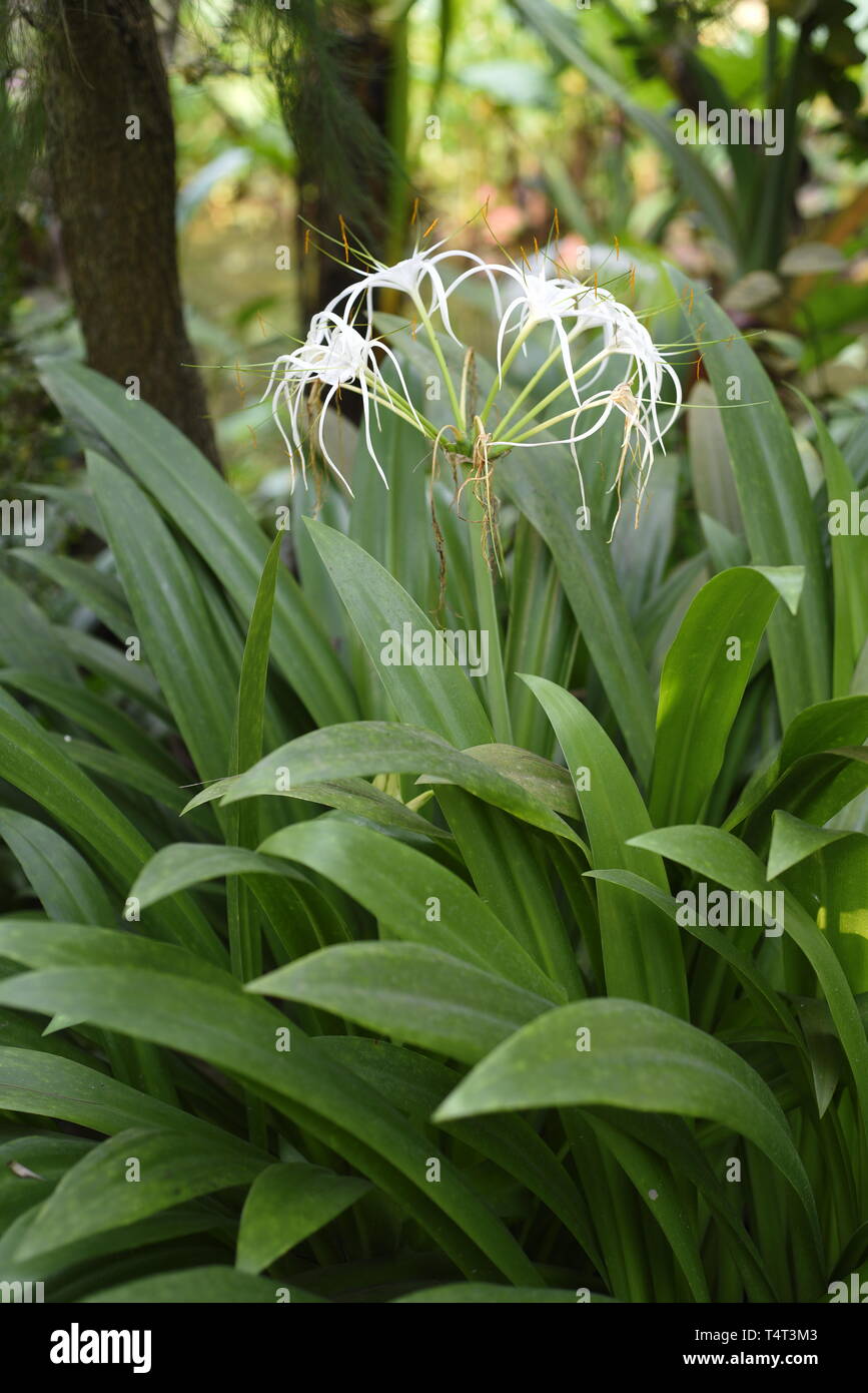 Spider Lily - Hymenocallis sp amaryllidaceae. It is native to the ...