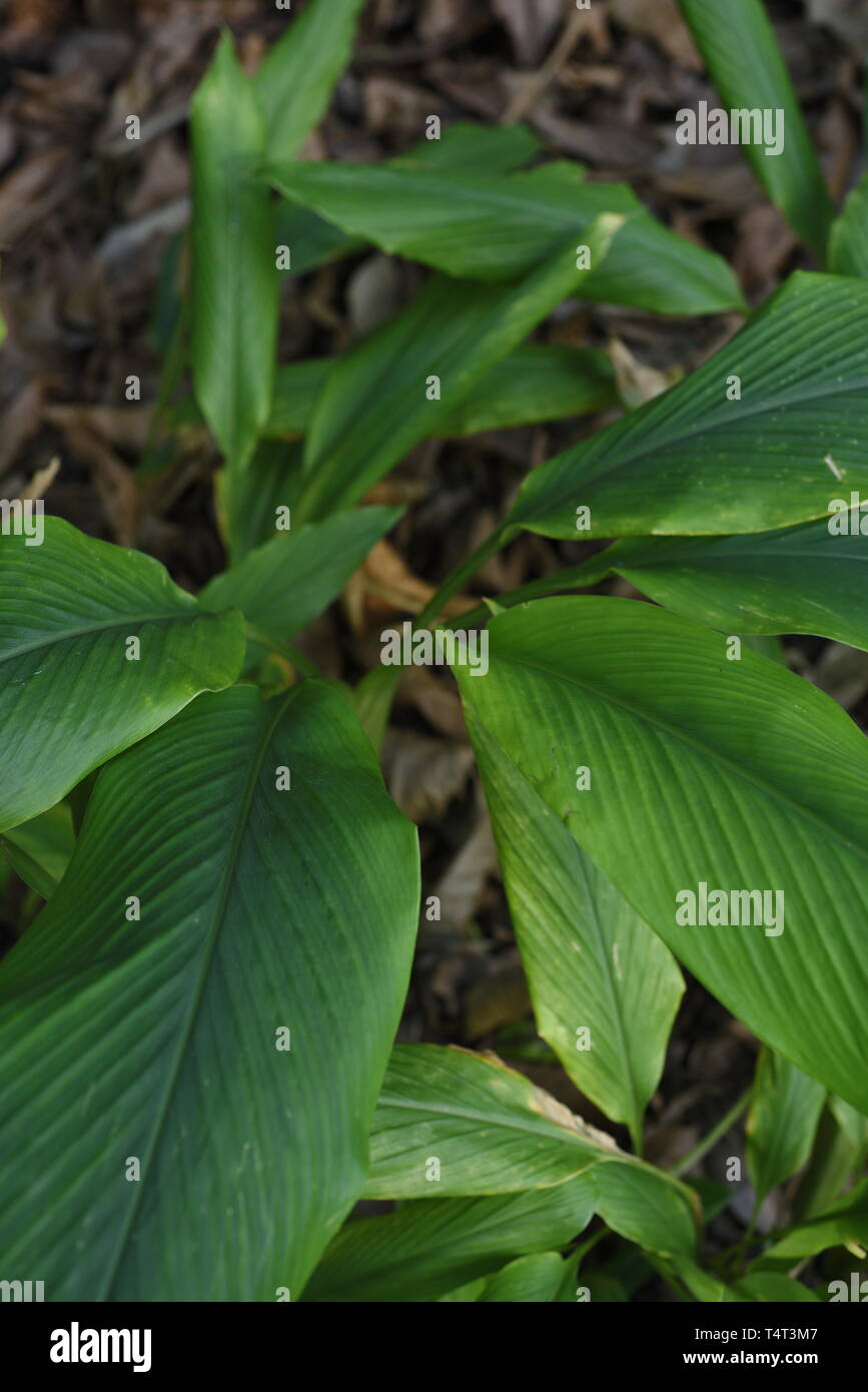 Turmeric - Curcuma longa Zingiberaceae - Honduran name is curi ...