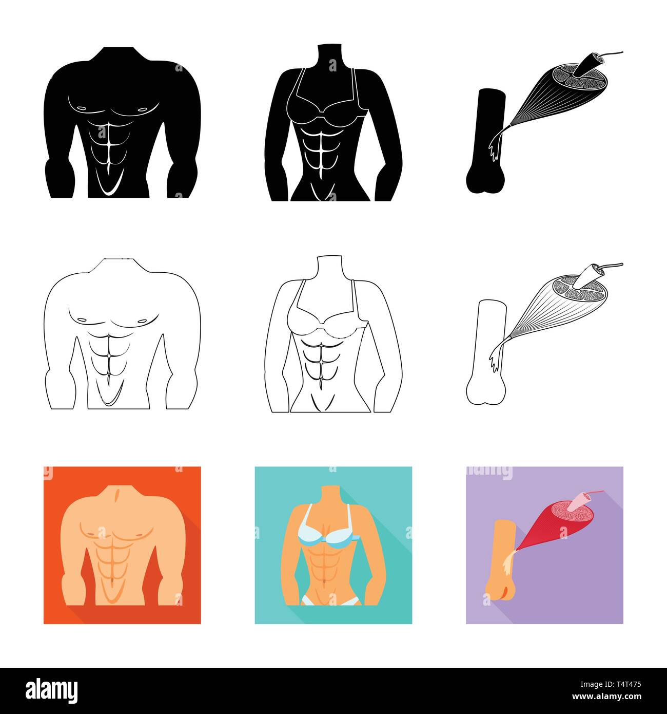 Vector illustration of fiber and muscular icon. Set of fiber and body ...