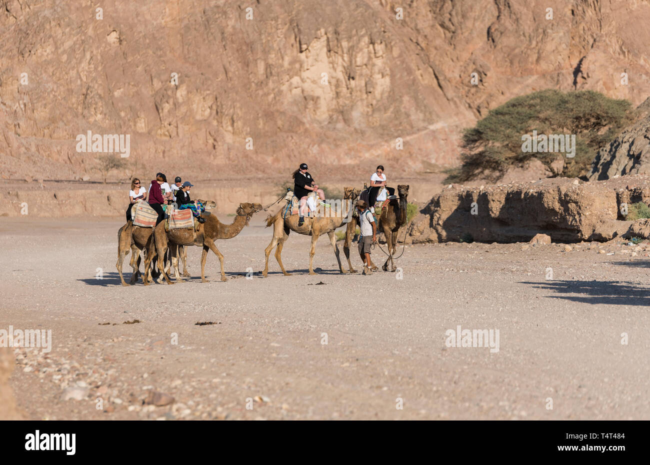 Camel riding israel hi-res stock photography and images - Alamy