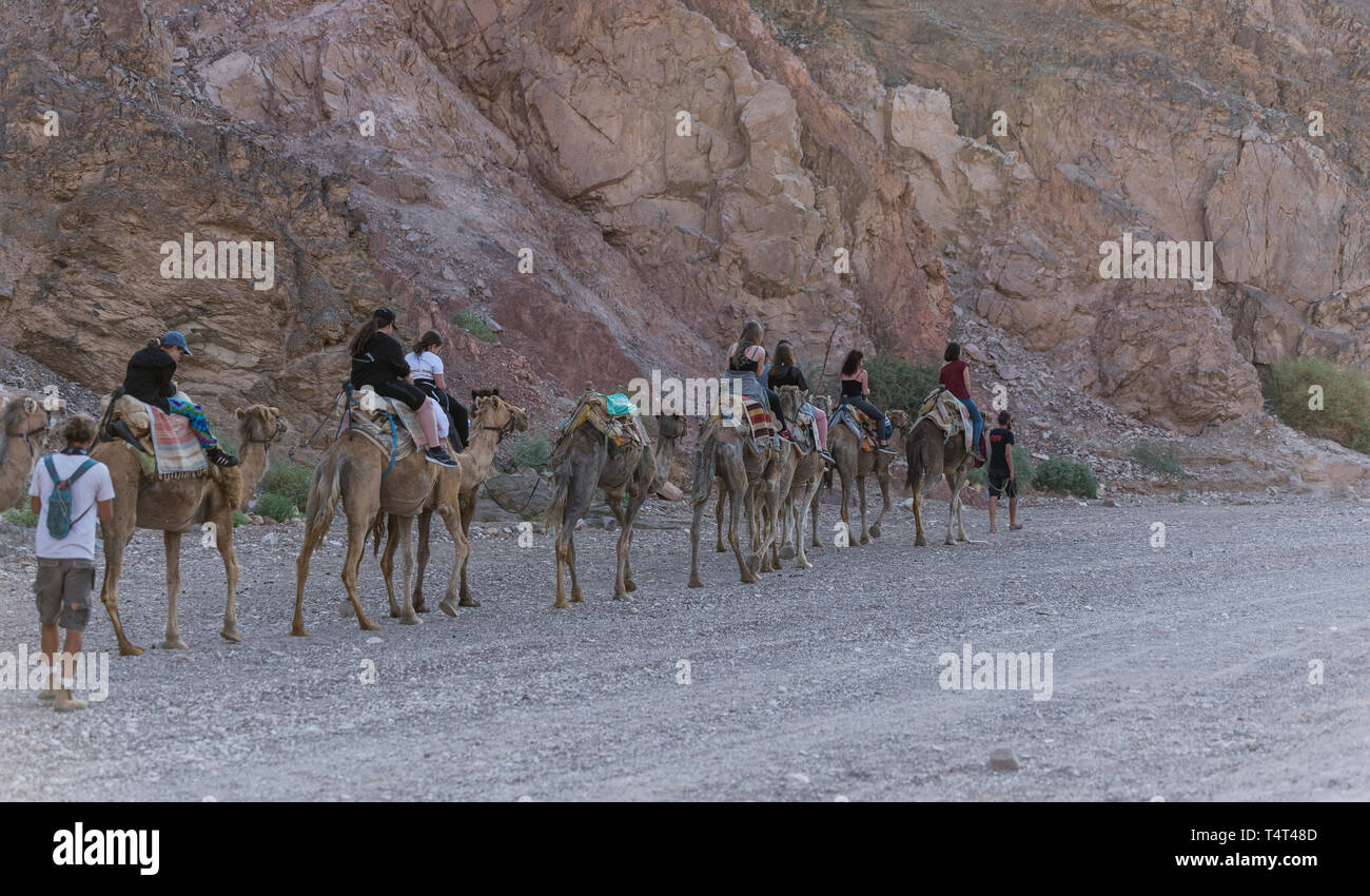 Camel riding israel hi-res stock photography and images - Alamy