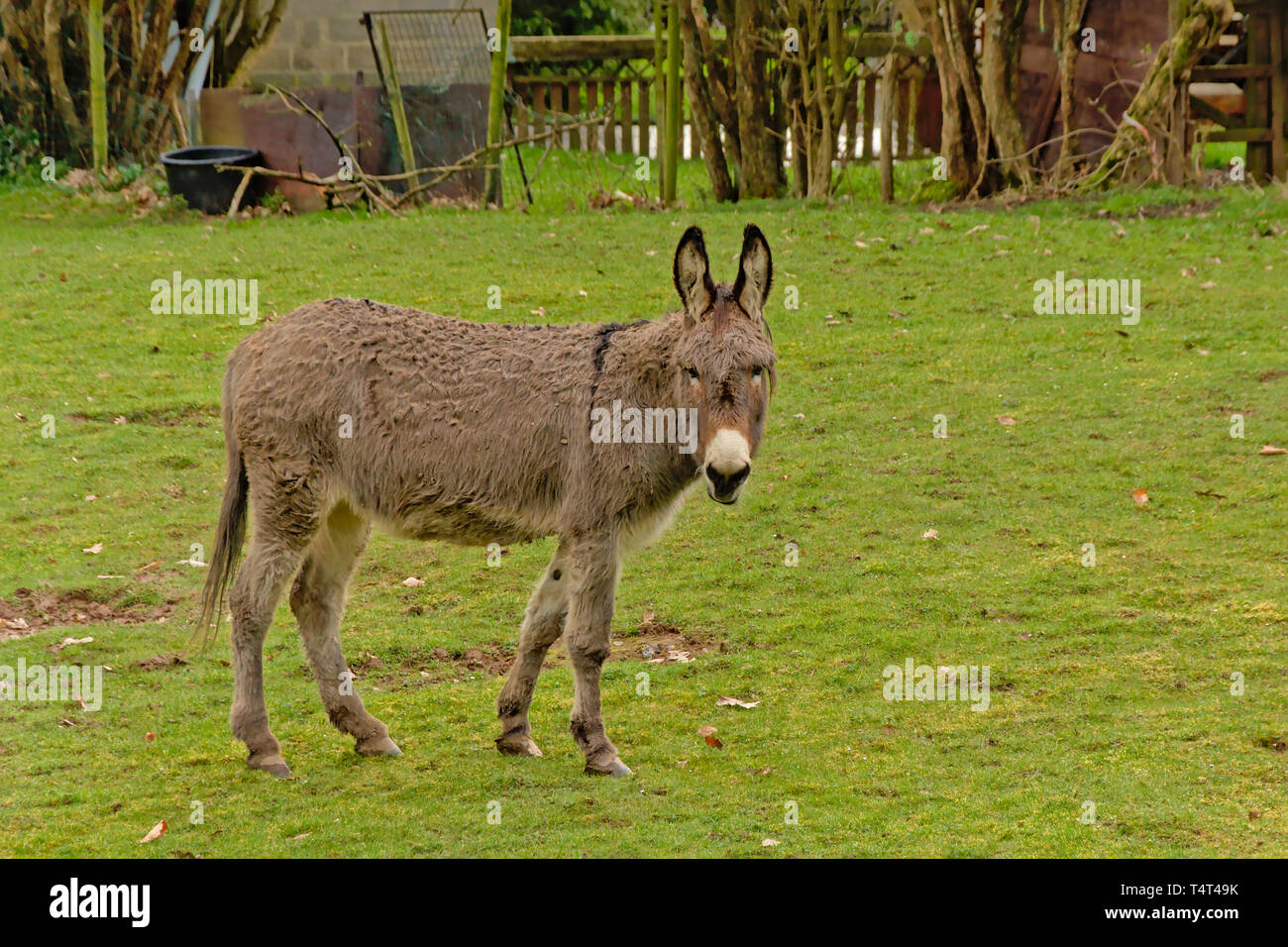 Stubborn Donkey High Resolution Stock Photography and Images - Alamy