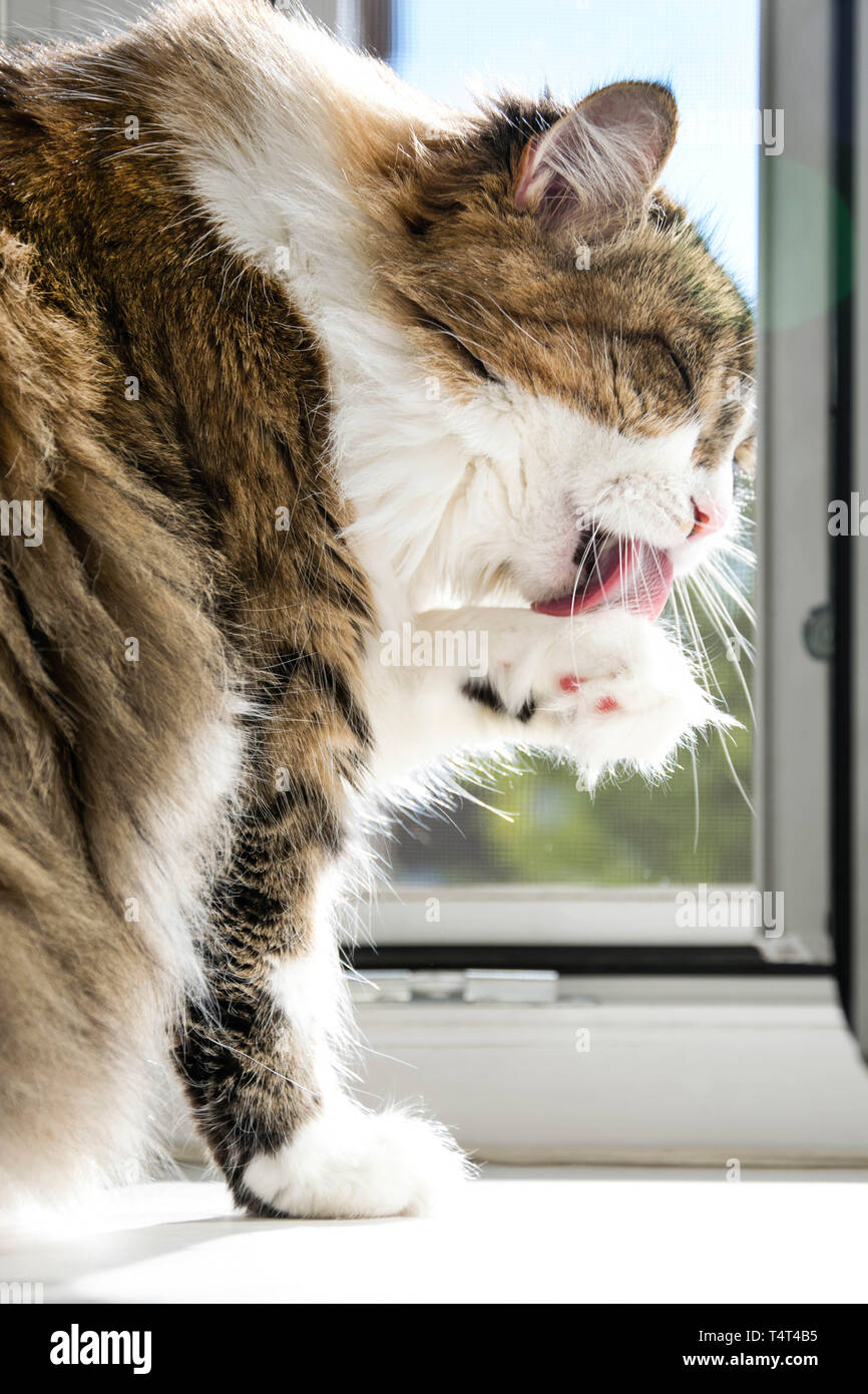 Cats sitting on window sill hi-res stock photography and images - Alamy