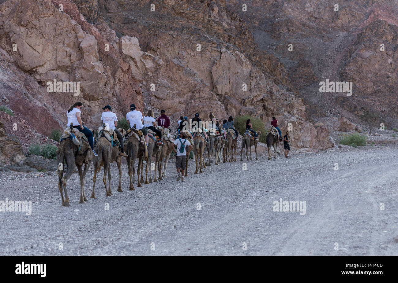 Camel riding israel hi-res stock photography and images - Alamy