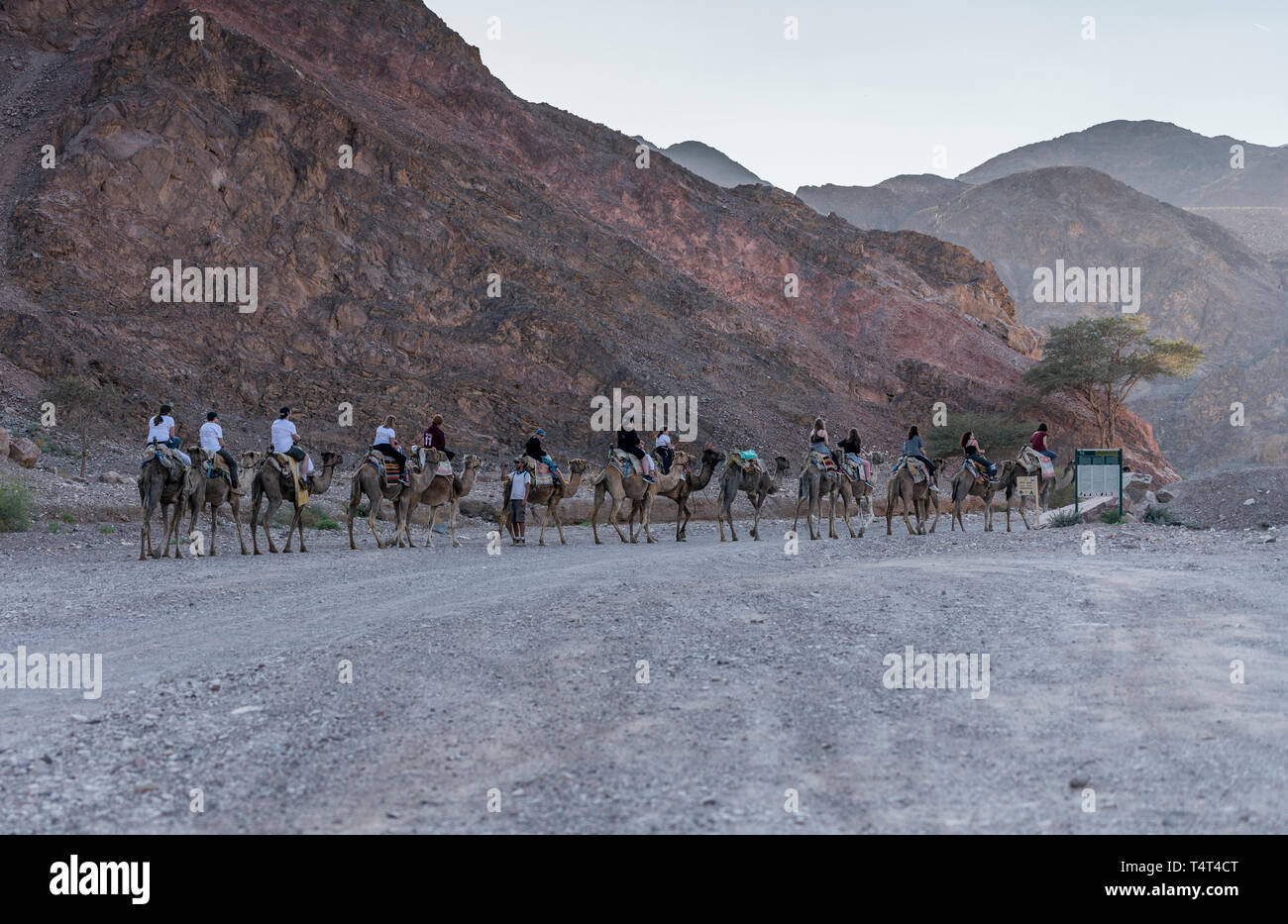 Camel riding israel hi-res stock photography and images - Alamy