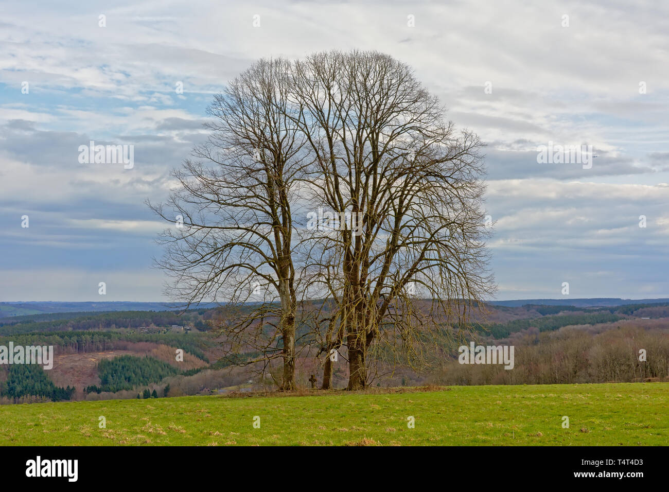 bare trees in a meadow in an Ardennes landscape under a cloudy sky in ...