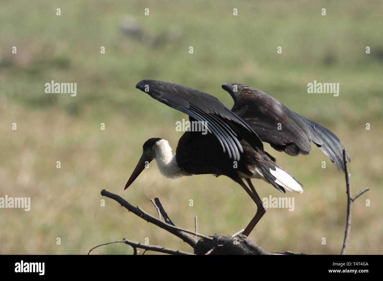 Woolly necked or white necked stork taking off in Keoladeo National ...