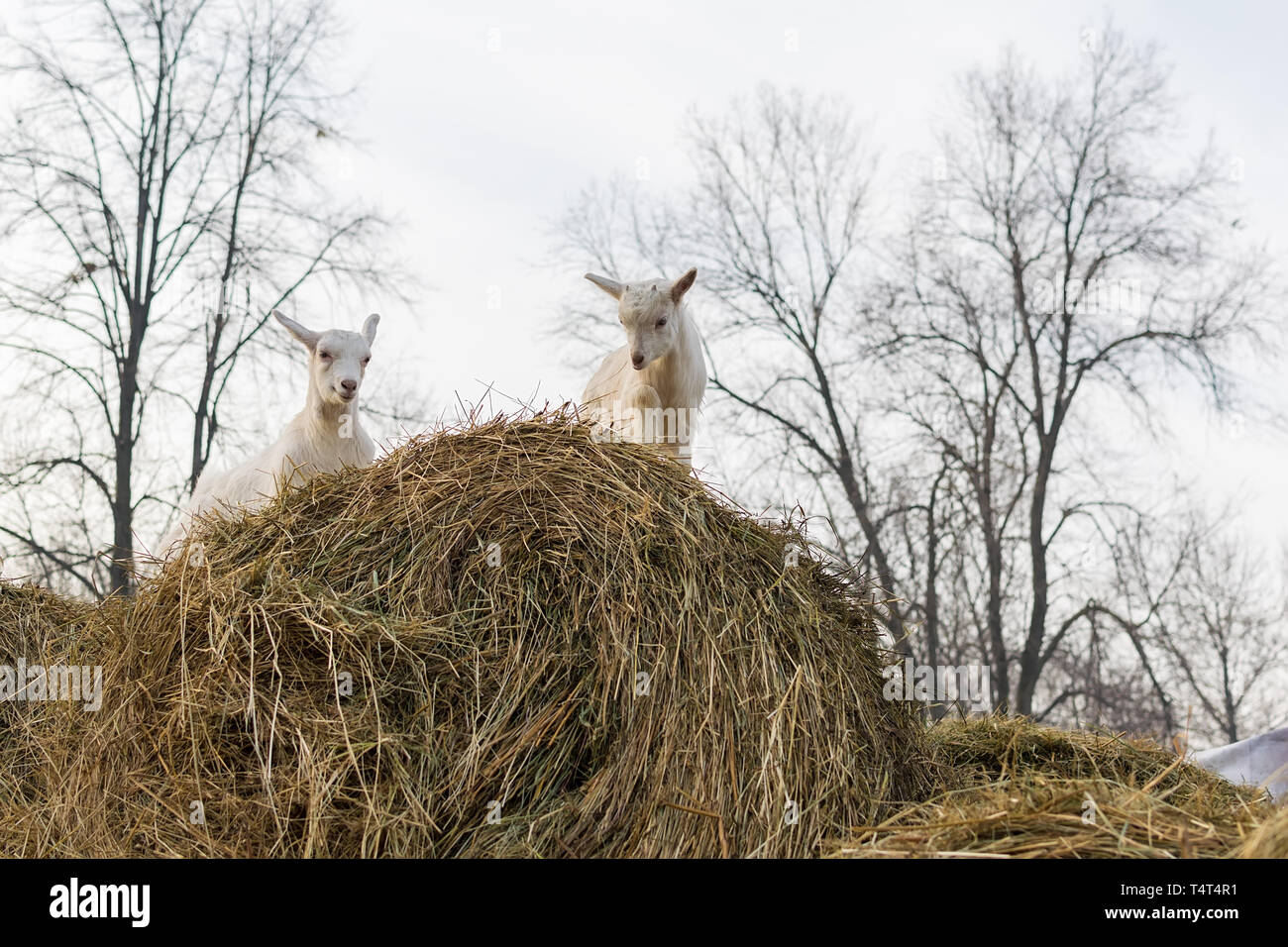 Little stand hi-res stock photography and images - Alamy