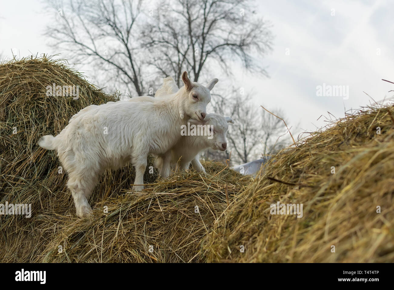 little goats stand on top of a haystack Stock Photo - Alamy