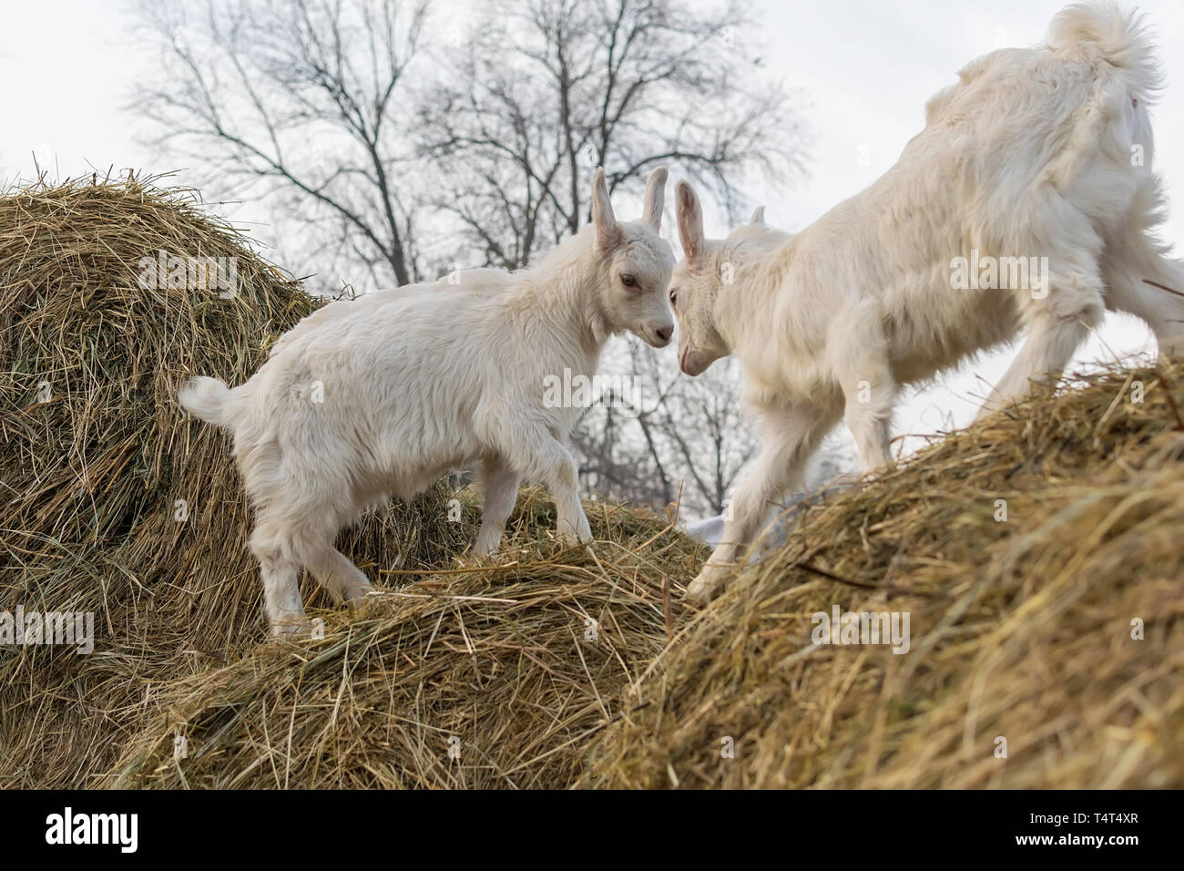 little goats stand on top of a haystack Stock Photo - Alamy