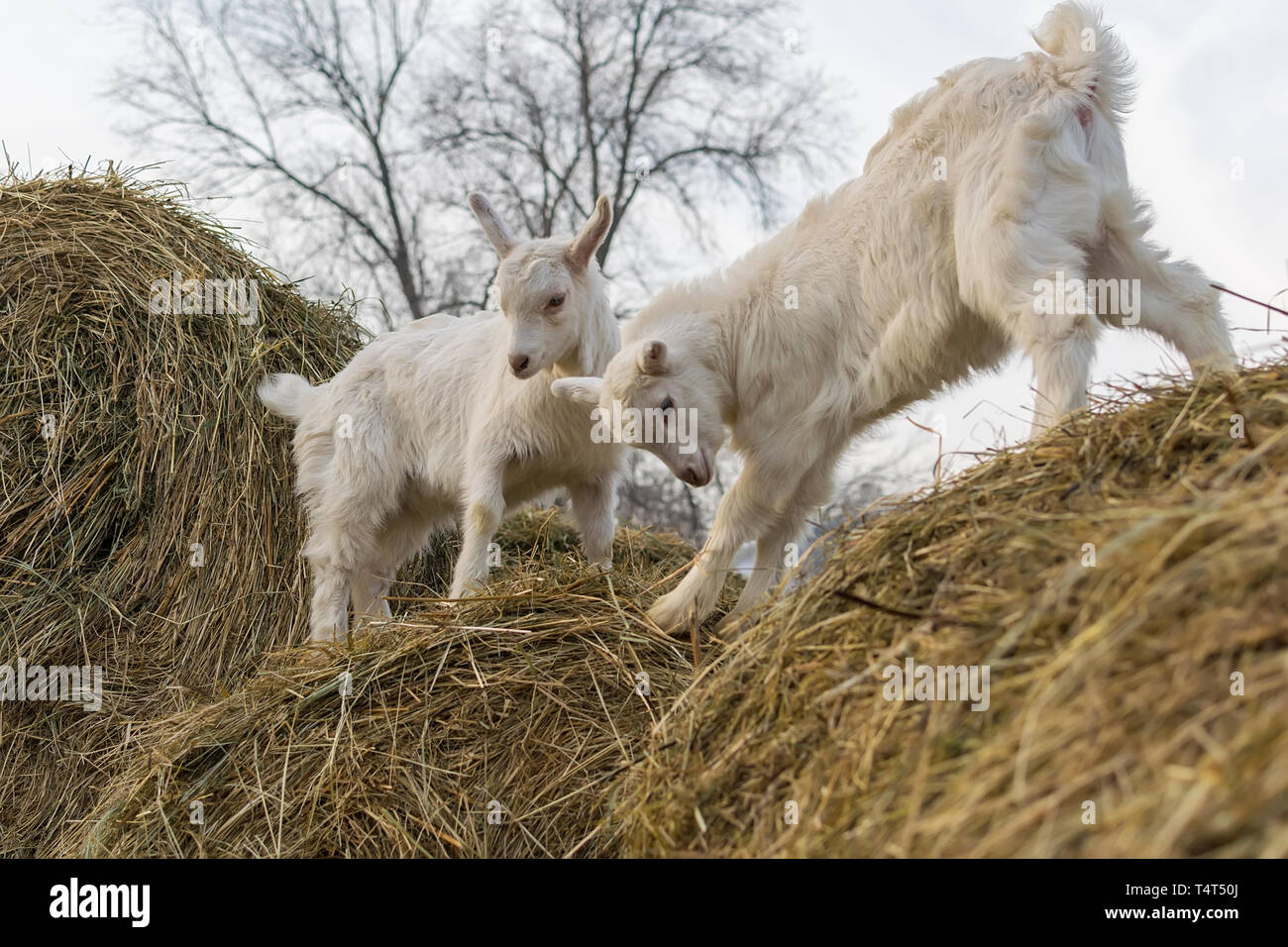 little goats stand on top of a haystack Stock Photo - Alamy