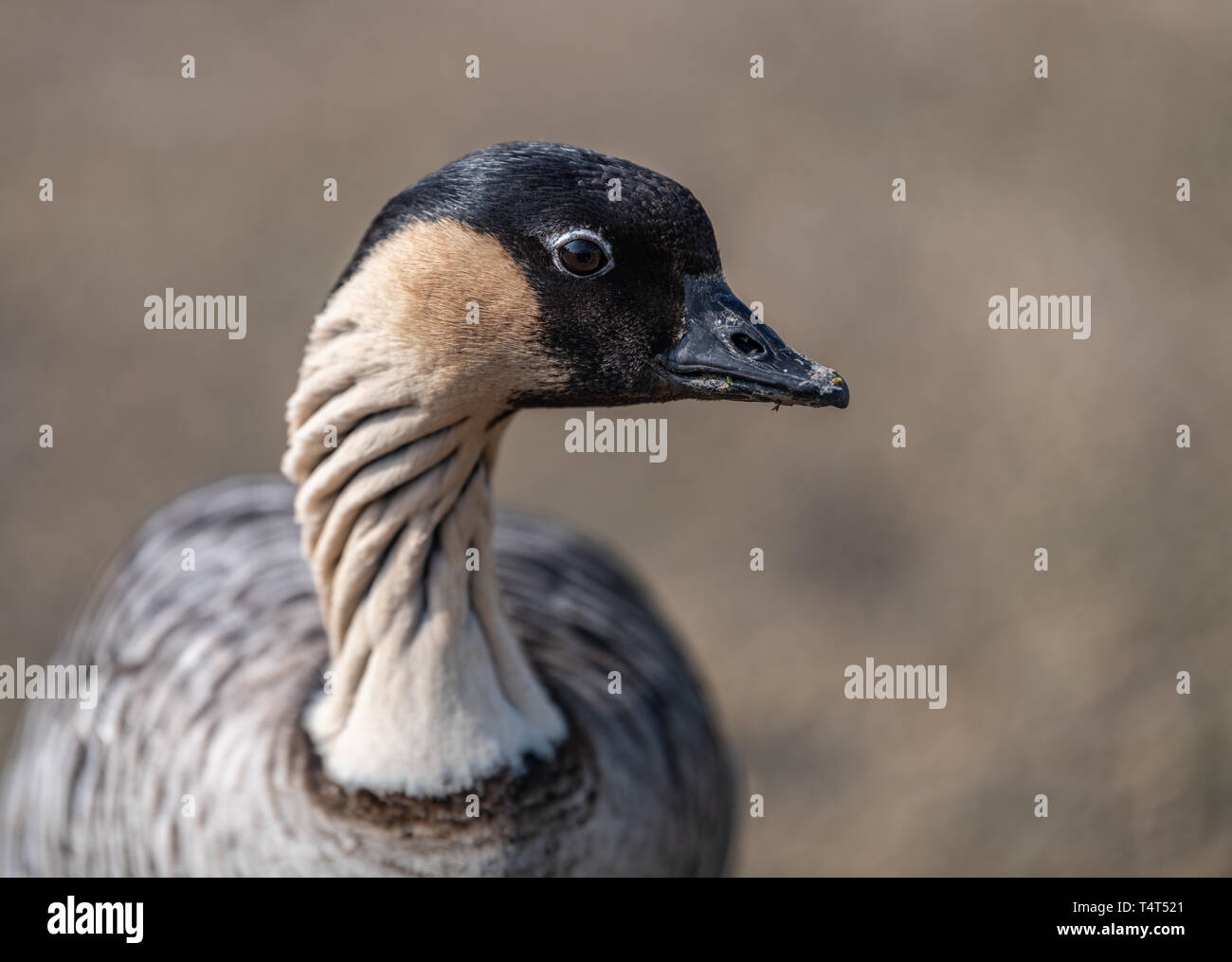 Nene / Hawaiian Goose Stock Photo - Alamy