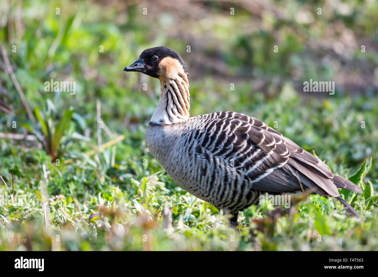 Nene goose wing hi-res stock photography and images - Alamy