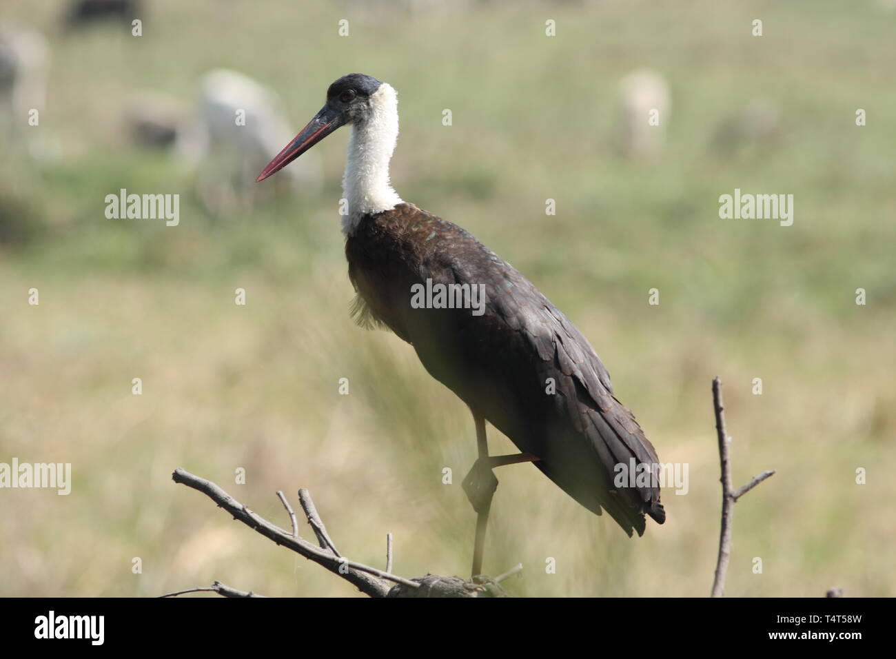 White necked stork hi-res stock photography and images - Alamy