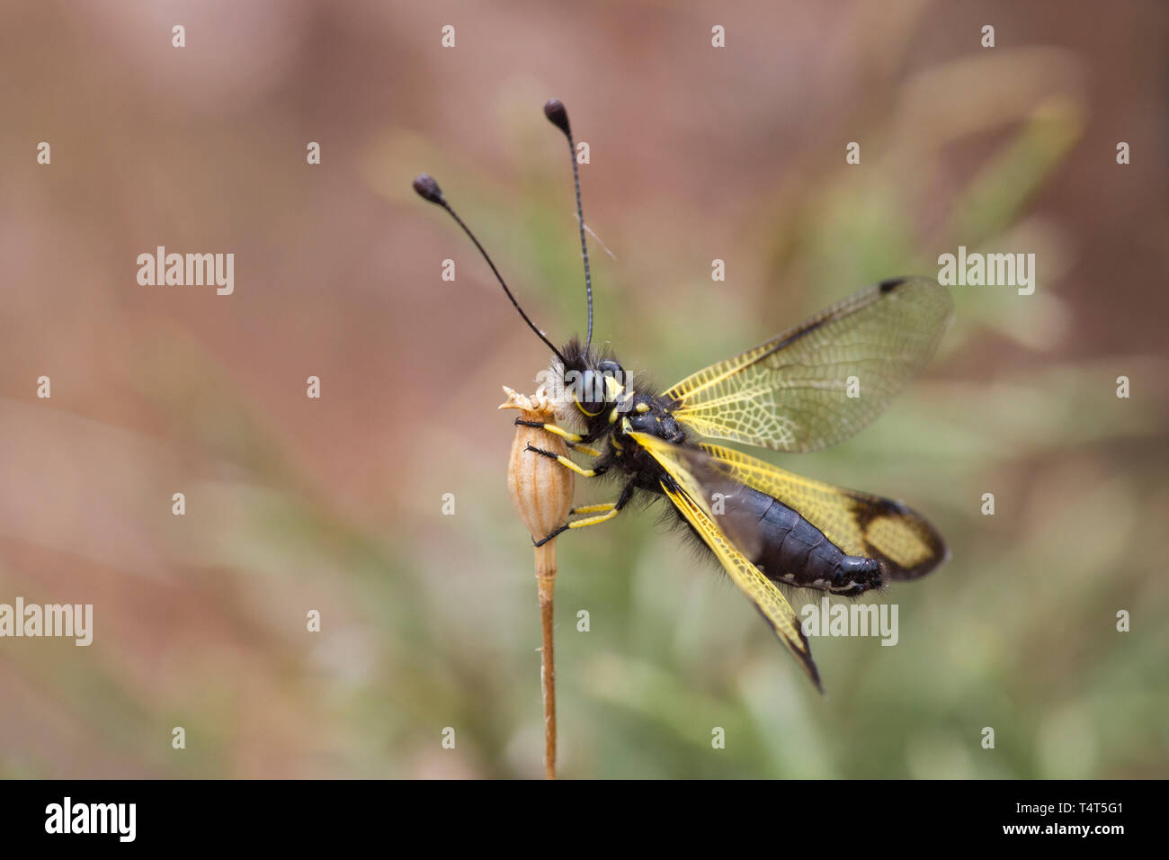 Schmetterlingshaft, Libelloides rhomboides ssp. cretensis, Owlfly Stock ...