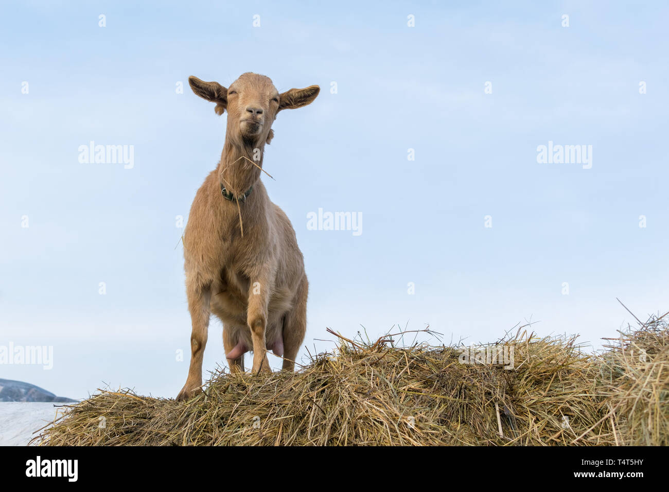 Goat milking stand hi-res stock photography and images - Alamy