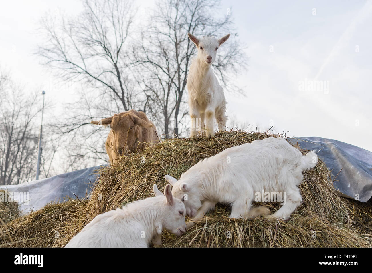 goat with small goats eat and stand on a haystack Stock Photo - Alamy