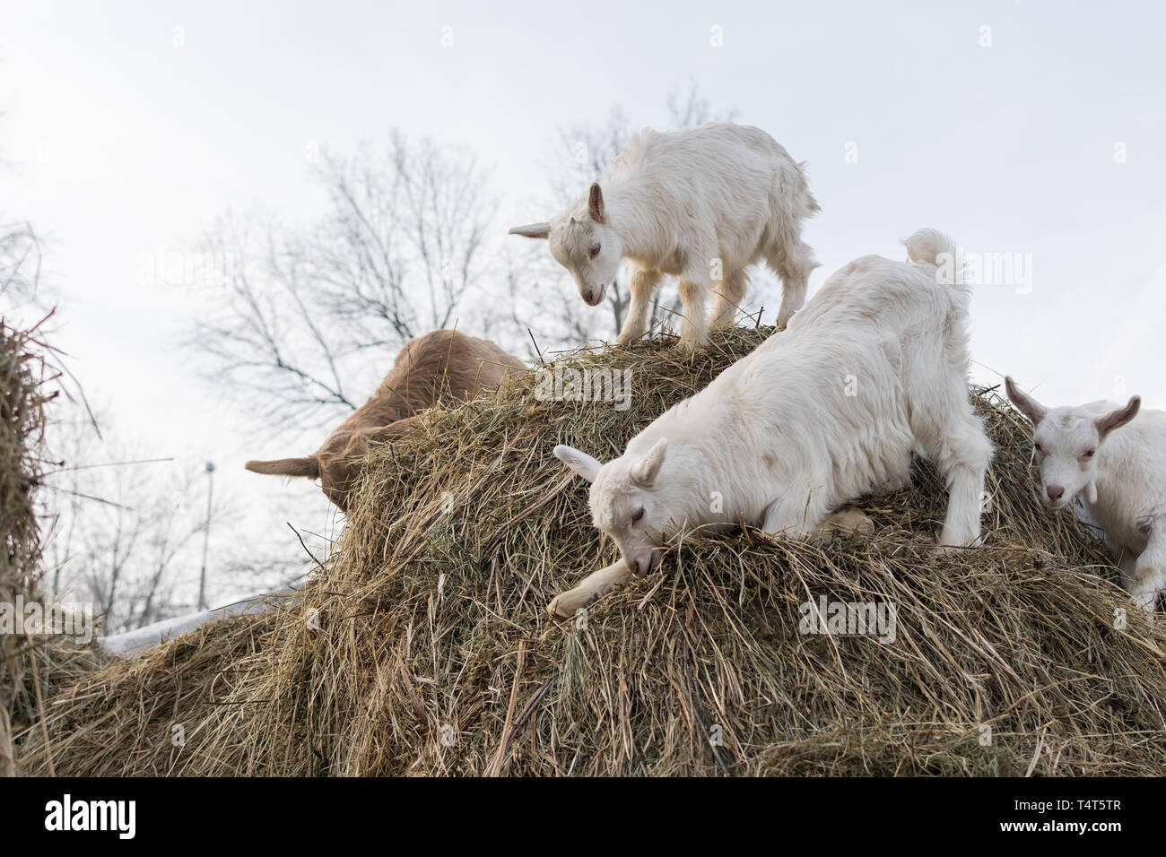 goat with small goats eat and stand on a haystack Stock Photo - Alamy