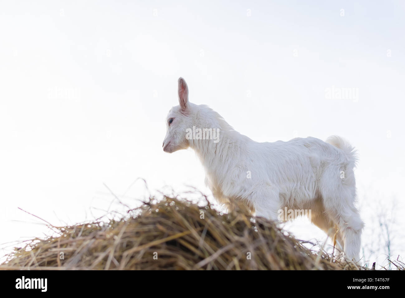 A pretty little white goat standing on a haystack Stock Photo - Alamy