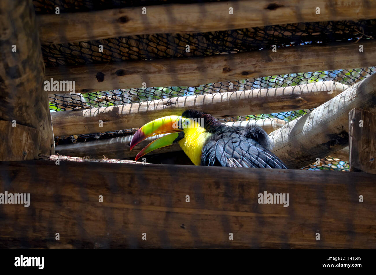 Keel-billed Toucan in the Jungle section of the Texas State Aquarium's ...