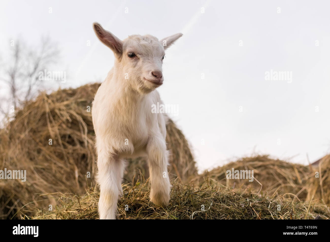 Pretty goat hi-res stock photography and images - Alamy