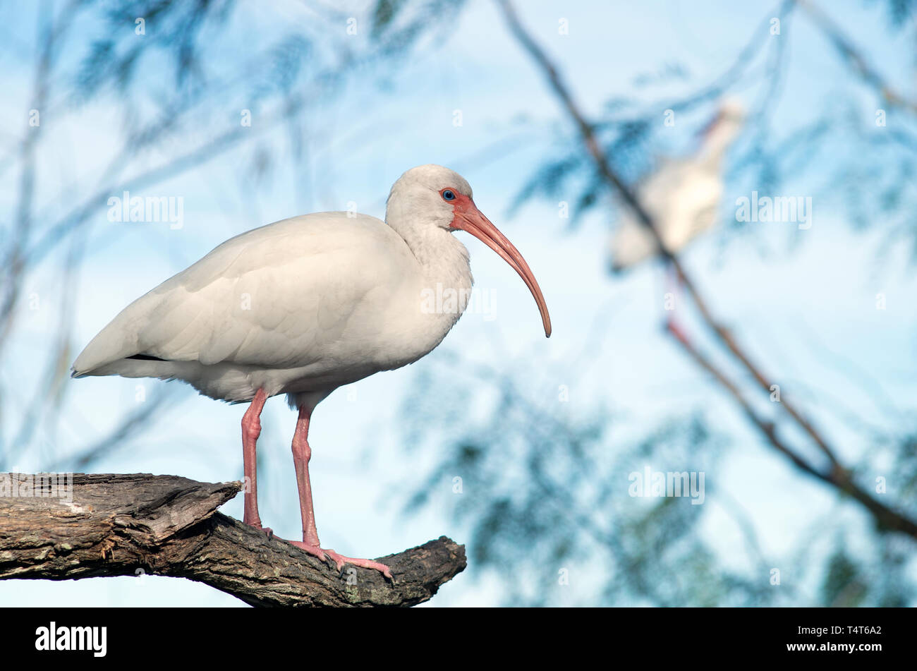 Lakeview park corpus christi texas hi-res stock photography and images ...