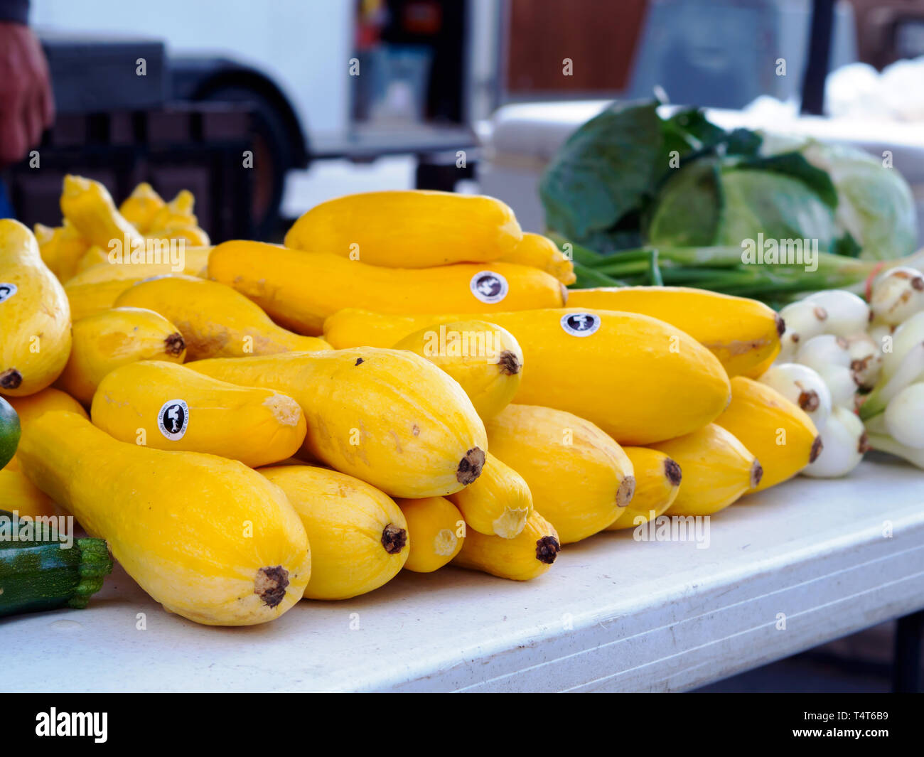 Yellow squash arranged on a table for sale at the Corpus Christi ...